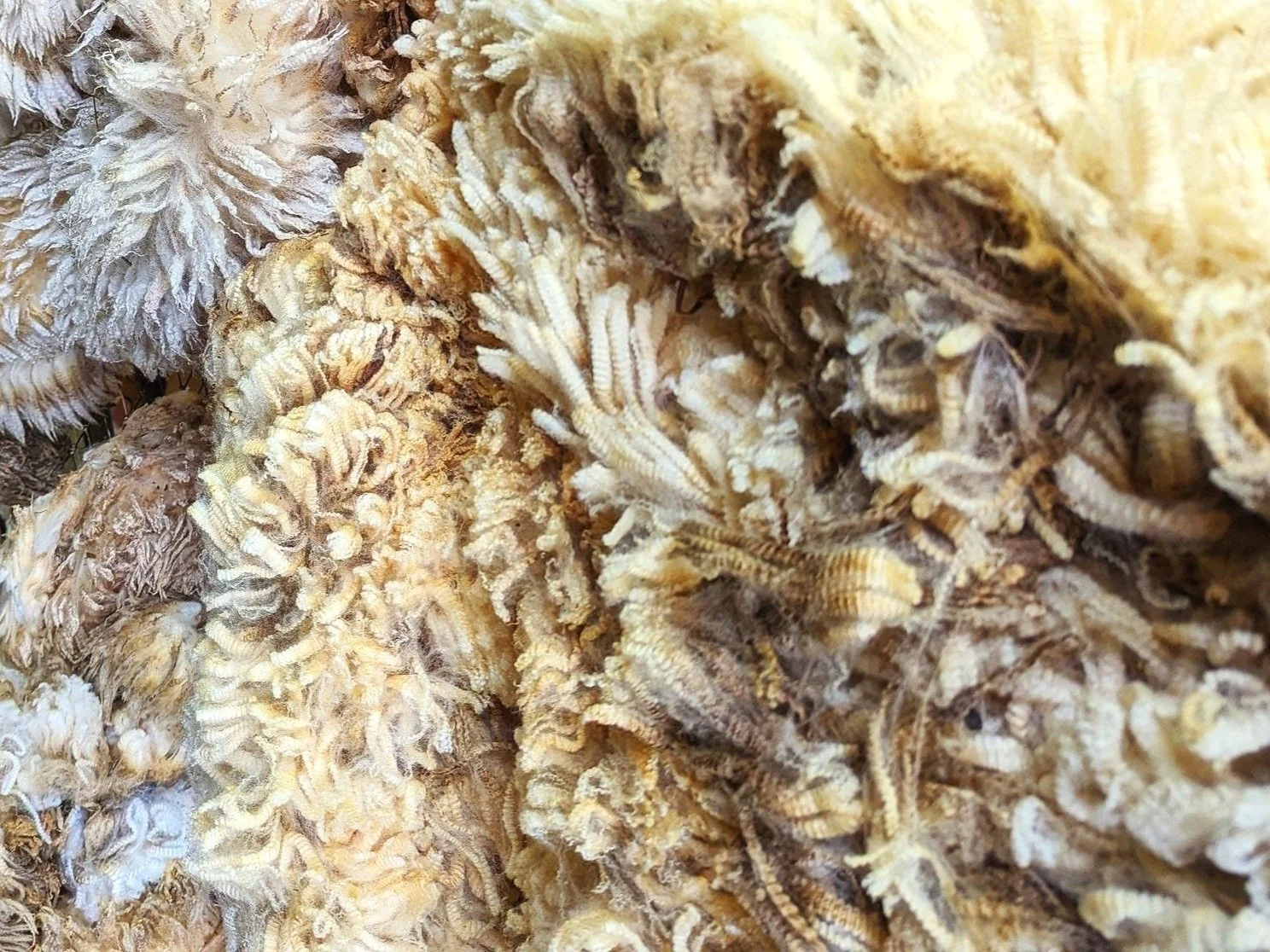 Skirting Wool: The Essential First Step to Beautiful Fiber | Stoney ...