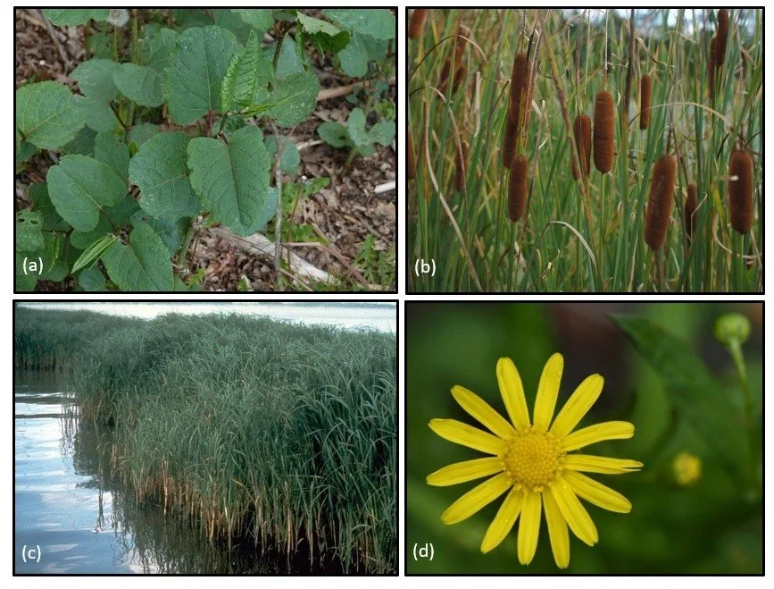 Conservation and Hybridization in a Time of Global Change — Journal of ...