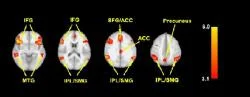 fMRI Lie Detection: Is there Science Behind Deception? — Journal of ...