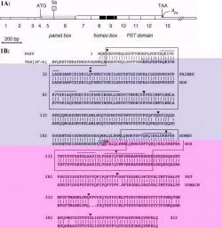 A Review of the Highly Conserved PAX6 Gene in Eye Development ...