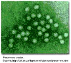 Rodent Parvoviruses: Non-human Viruses That Affect Human Health ...