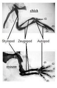 Molecular Patterning of the Vertebrate Limb and Implications for ...