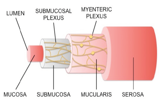 A New Perspective on Parkinson’s Disease: Pathology Begins in the ...