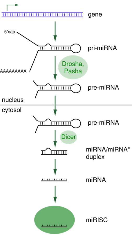 MicroRNA: A New Target for Breast Cancer Research — Journal of Young ...