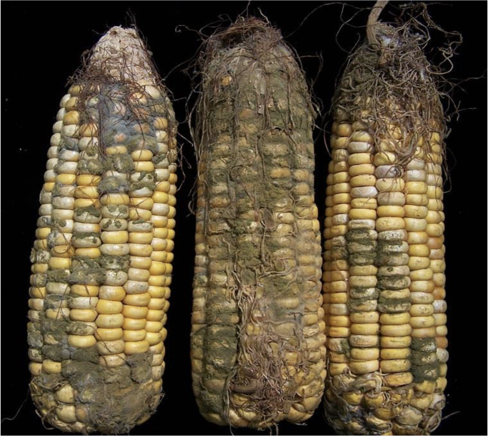 Press Release: Mold Meets Maize: Understanding Kenya’s 2004 ...