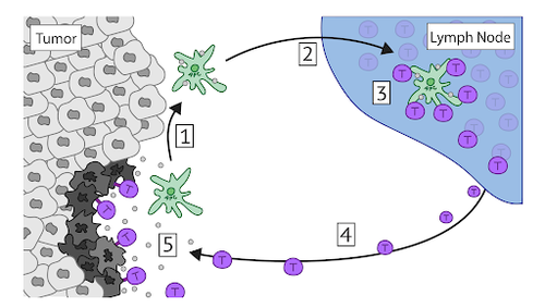 Monocytes and Macrophages in the Cancer Immunity Cycle — Journal of ...