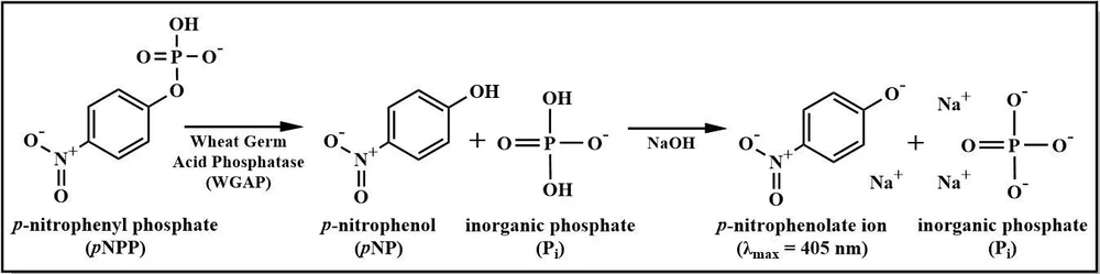 Establishment of a New and Viable Assay to Characterize Wheat Germ Acid ...