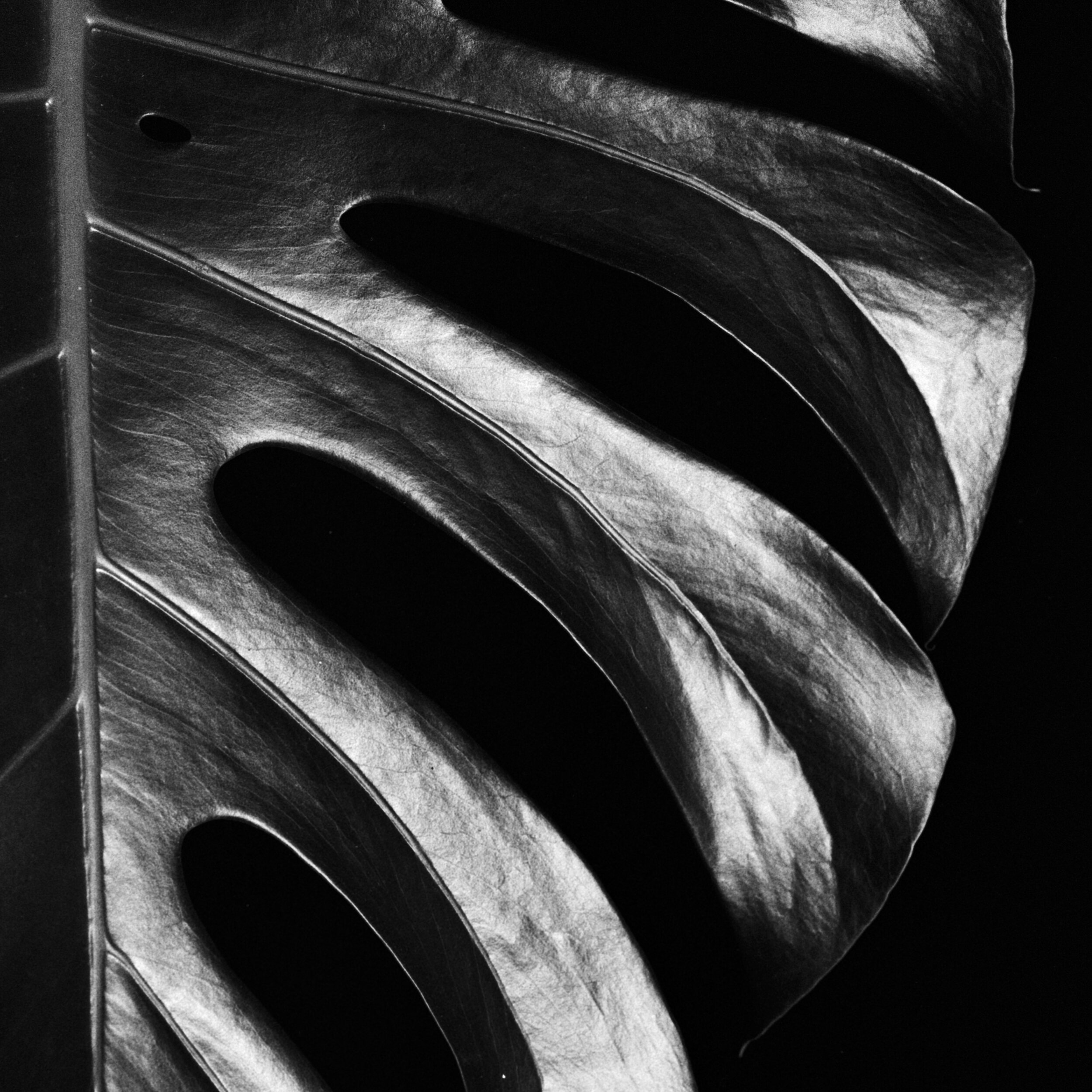 Botanic — KYLE HOFFMANN