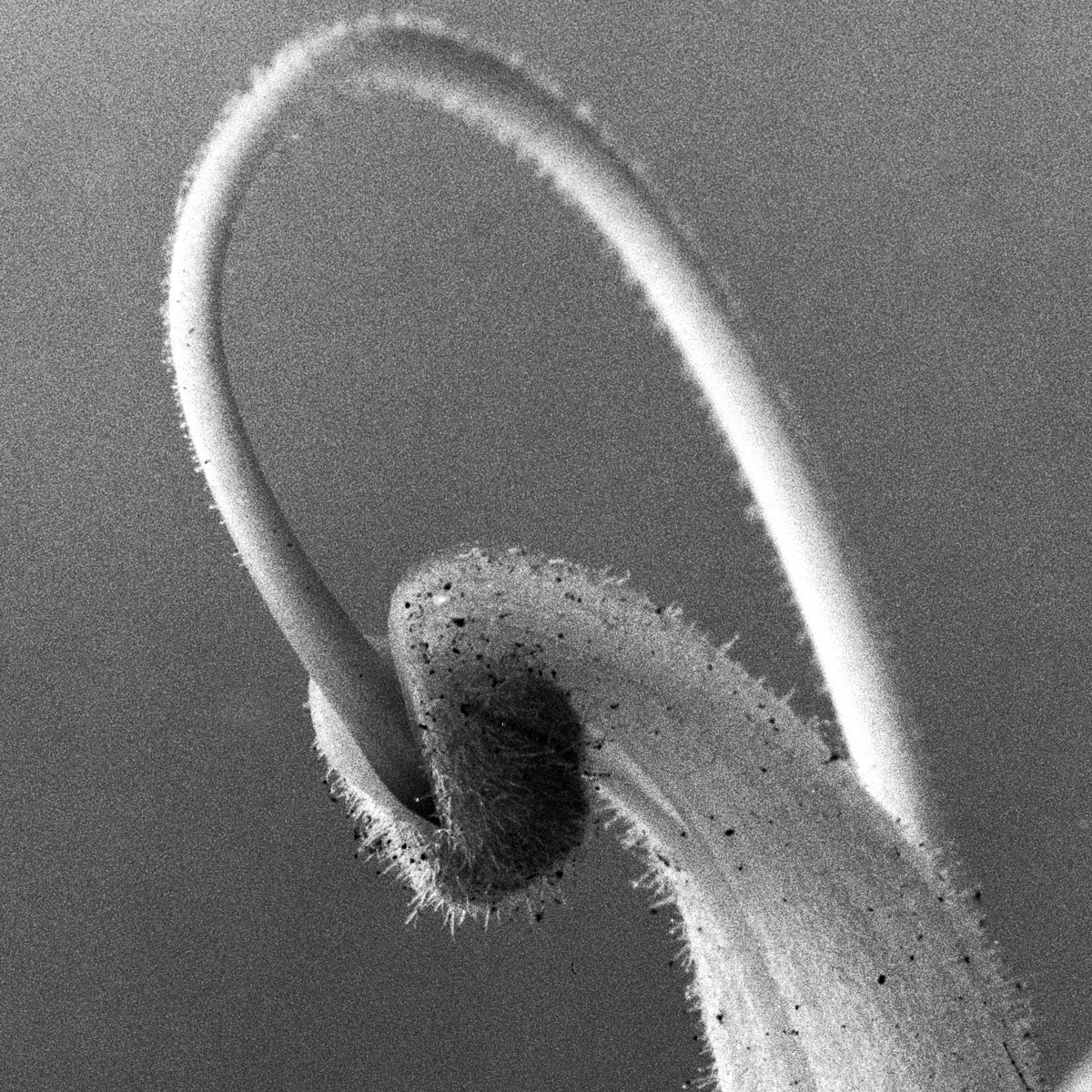 Botanic — KYLE HOFFMANN