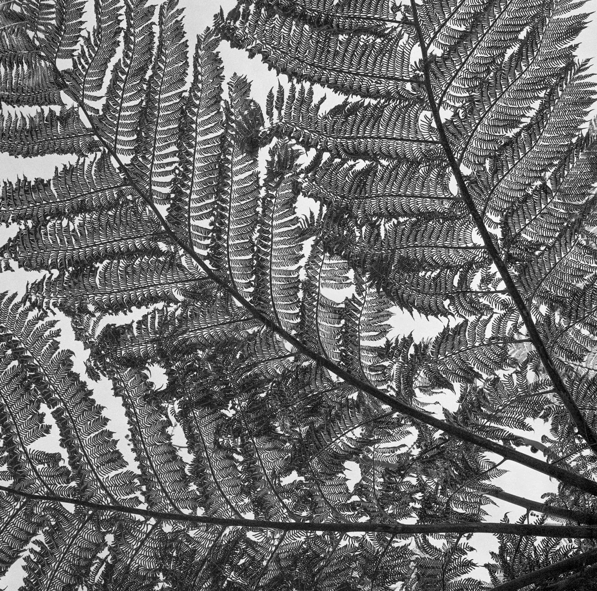 Botanic — KYLE HOFFMANN