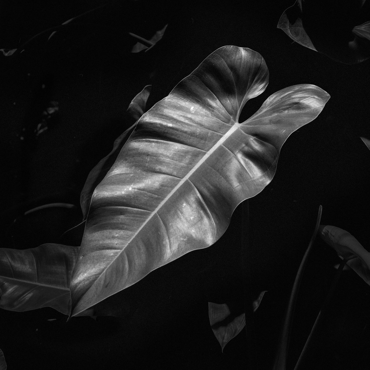 Botanic — KYLE HOFFMANN