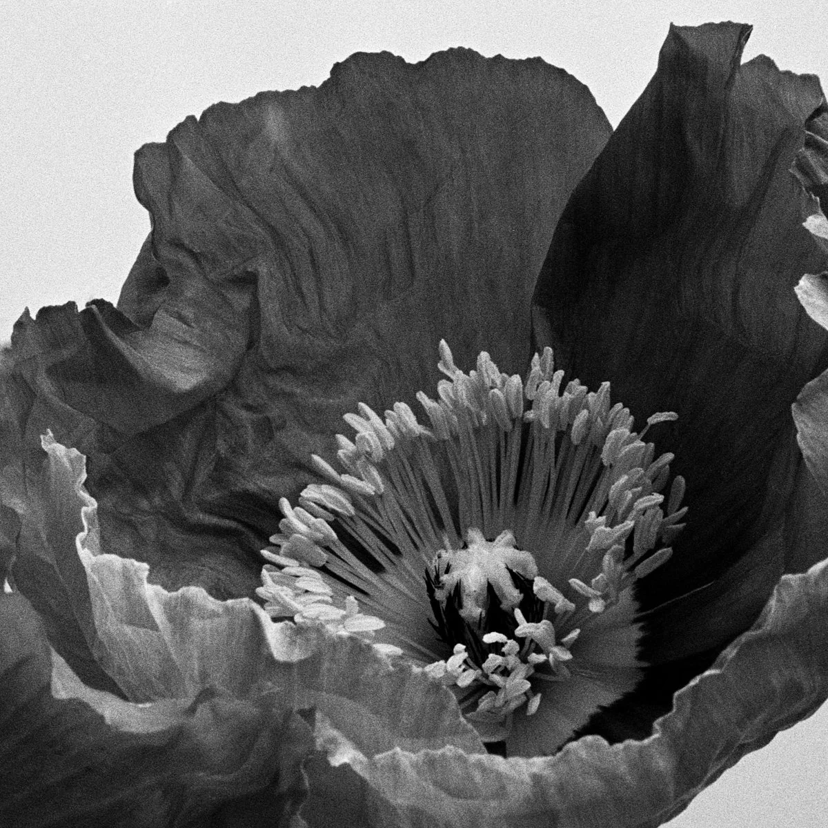 K.H Photographs.Platinotypes