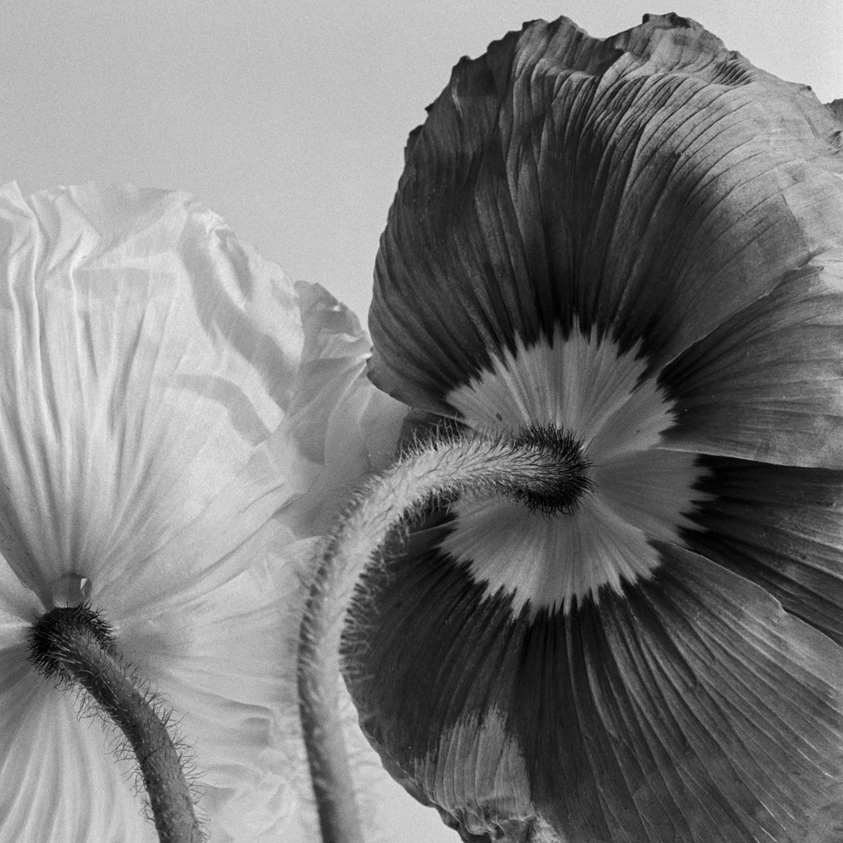 K.H Photographs.Platinotypes