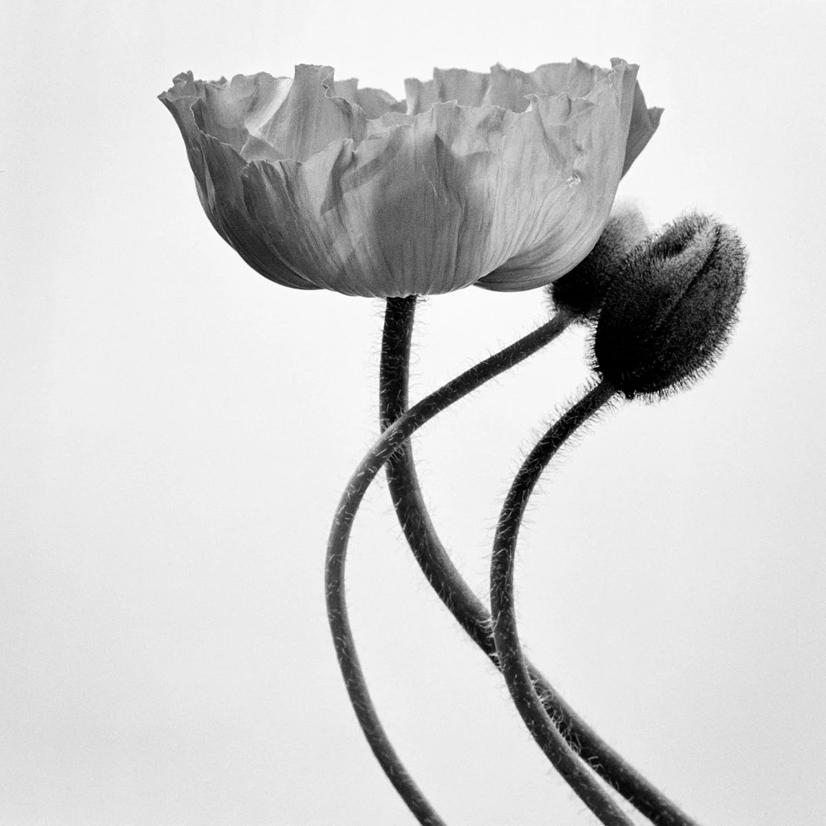 K.H Photographs.Platinotypes