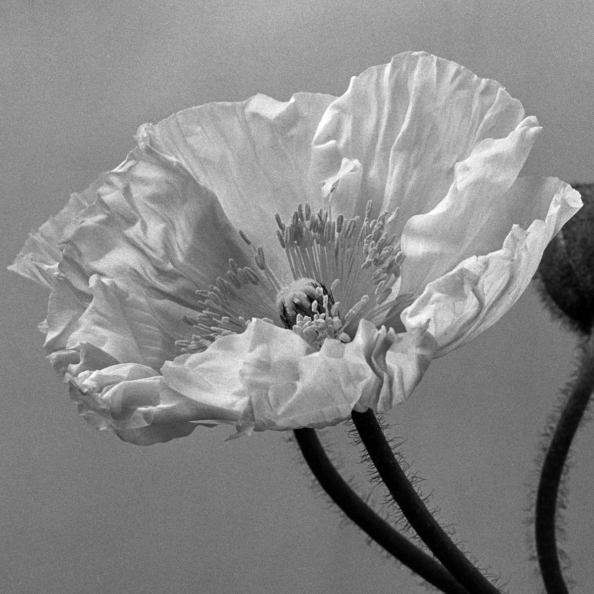 K.H Photographs.Platinotypes