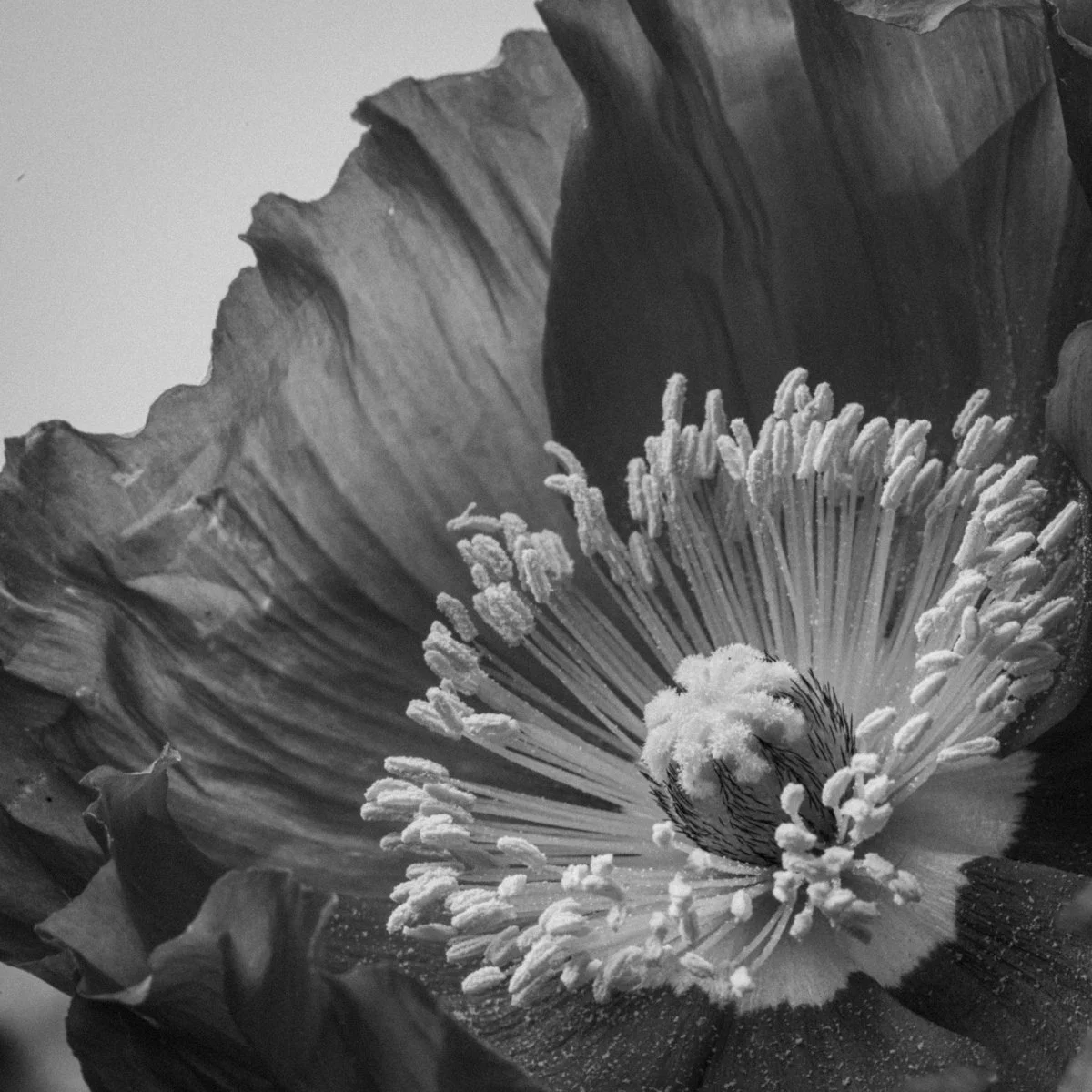 Poppy — KYLE HOFFMANN