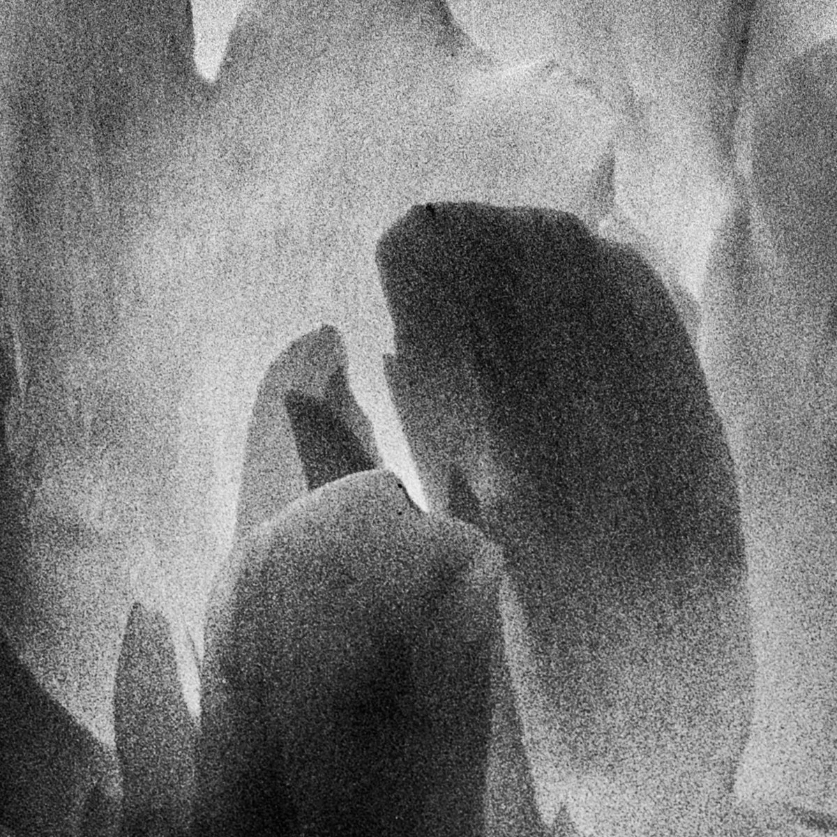 Peony — KYLE HOFFMANN