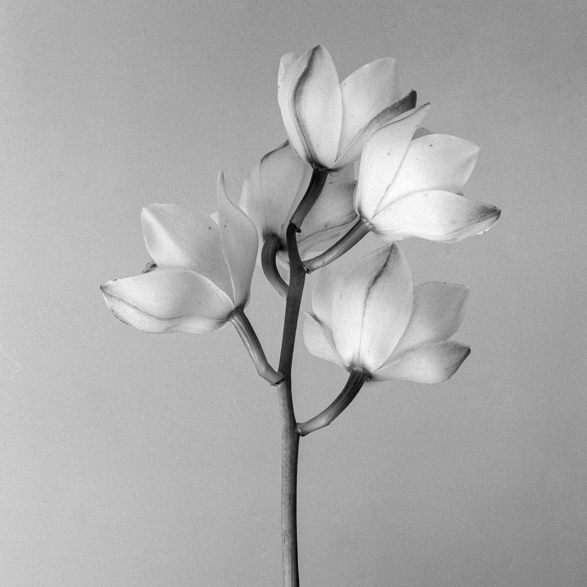 K.H Photographs.Platinotypes