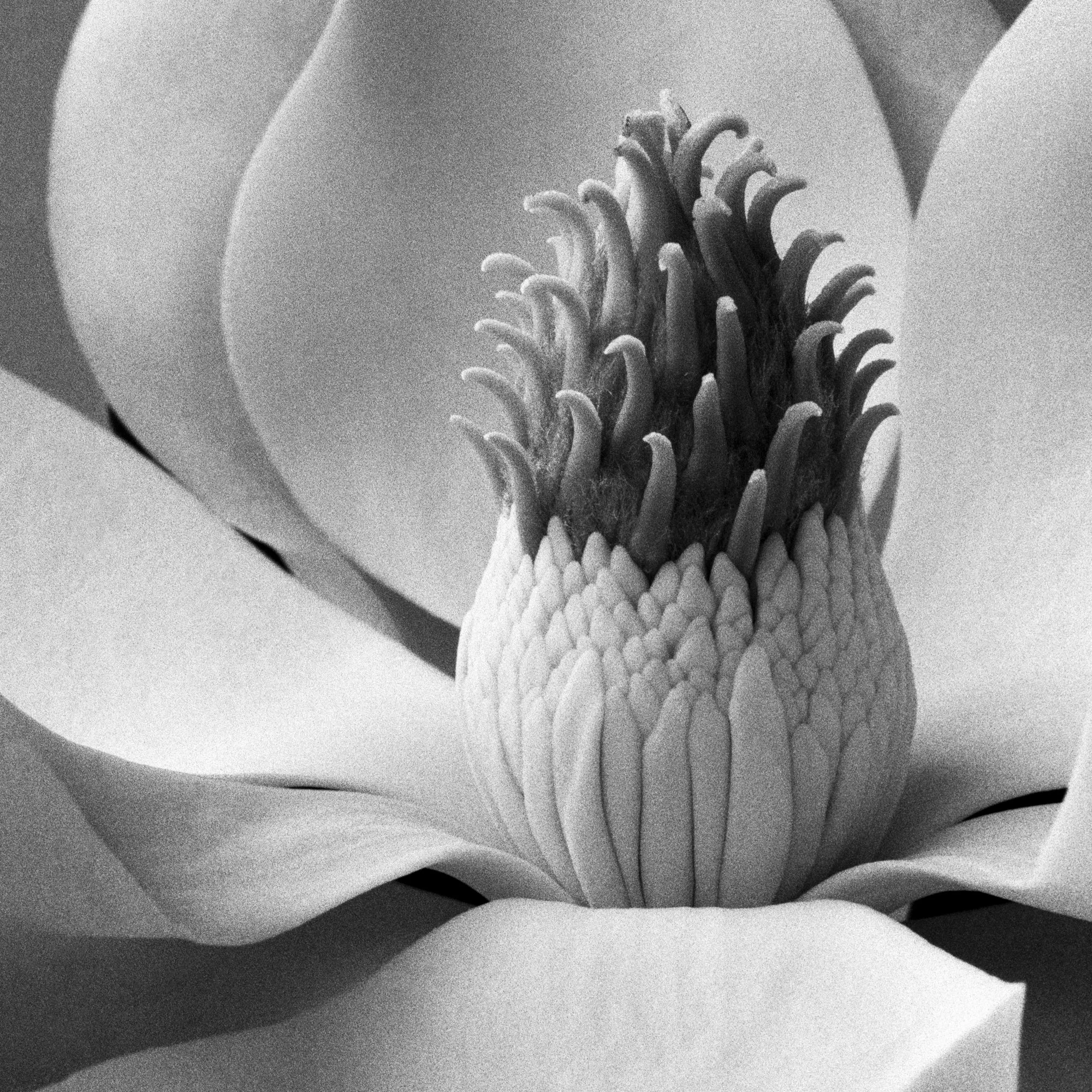 K.H Photographs.Platinotypes