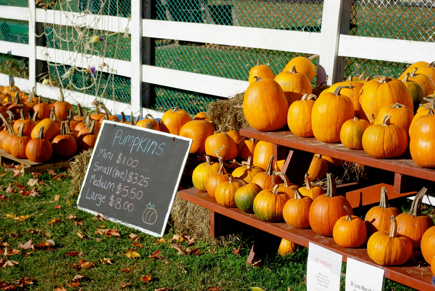 Pumpkins at Smiling Hill Farm — Ms. Cleaver - Creations for a Handmade Life