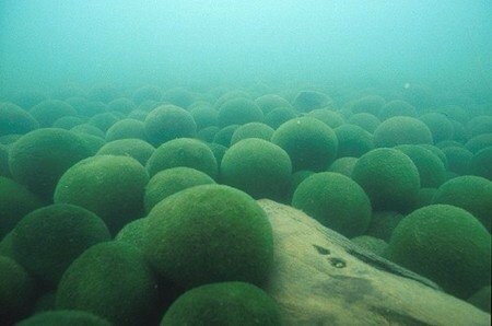 Mysterious Marimo — In Defense of Plants