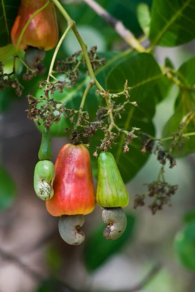 Cashews Plants