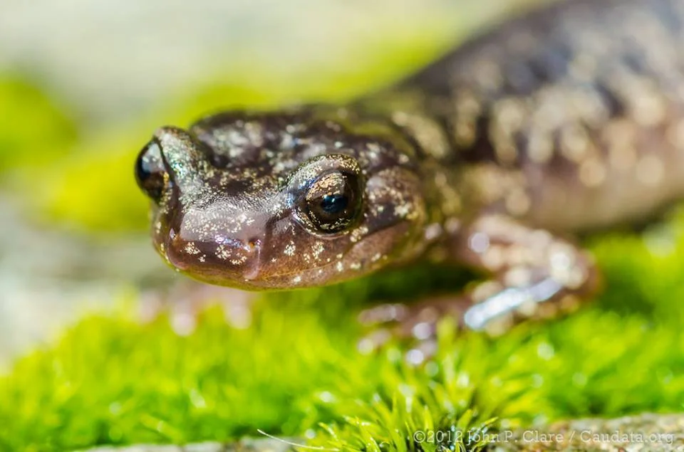 Salamanders in the Trees — In Defense of Plants