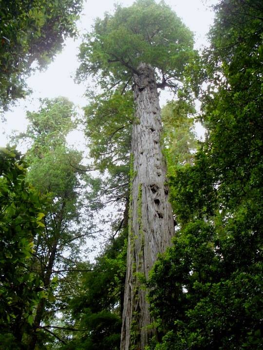 Salamanders in the Trees — In Defense of Plants