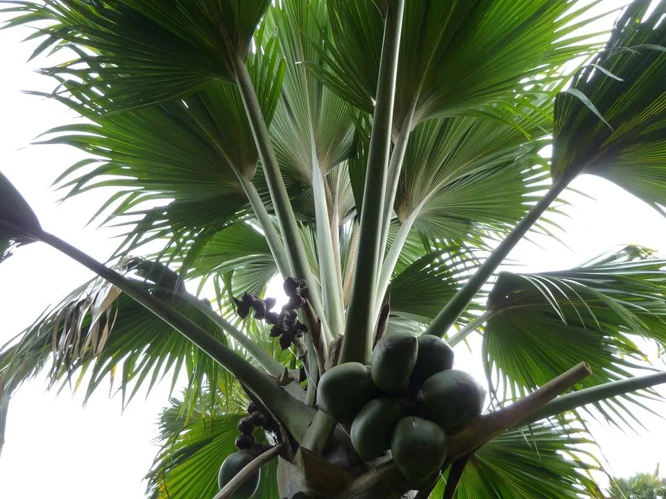 The Largest Seed in the World — In Defense of Plants