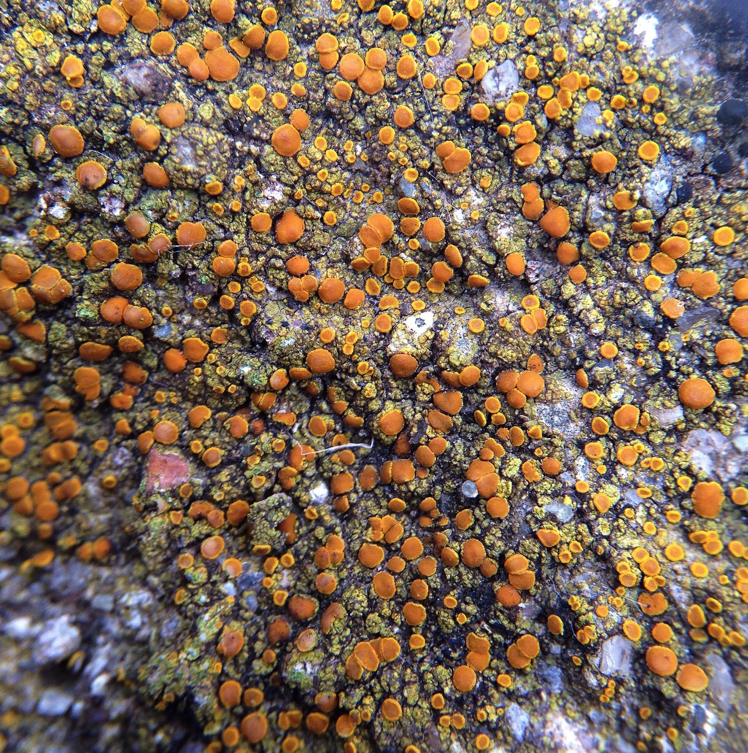 Assorted Cryptograms — In Defense of Plants