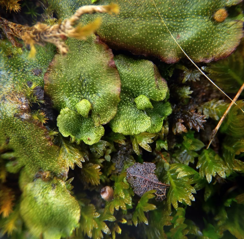 Assorted Cryptograms — In Defense of Plants