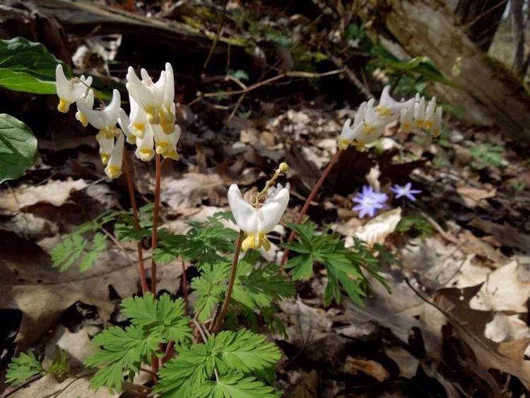 The Badass Spring Ephemerals — In Defense of Plants