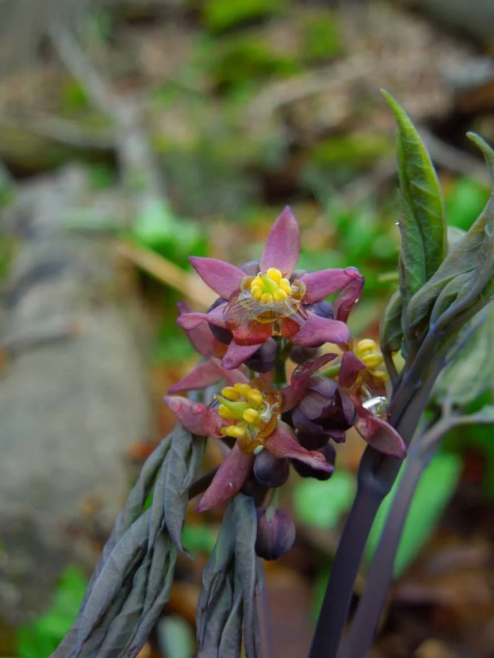 When One Becomes Two — In Defense of Plants