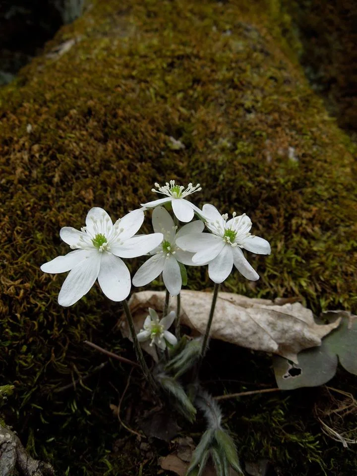Echoes of a Glacial Past — In Defense of Plants