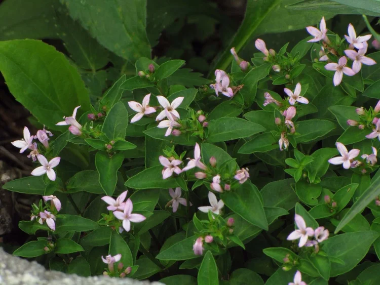 An Endemic Houstonia — In Defense of Plants