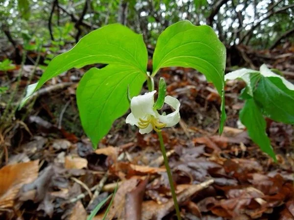 Trillium — In Defense of Plants