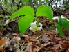 Trillium — In Defense of Plants