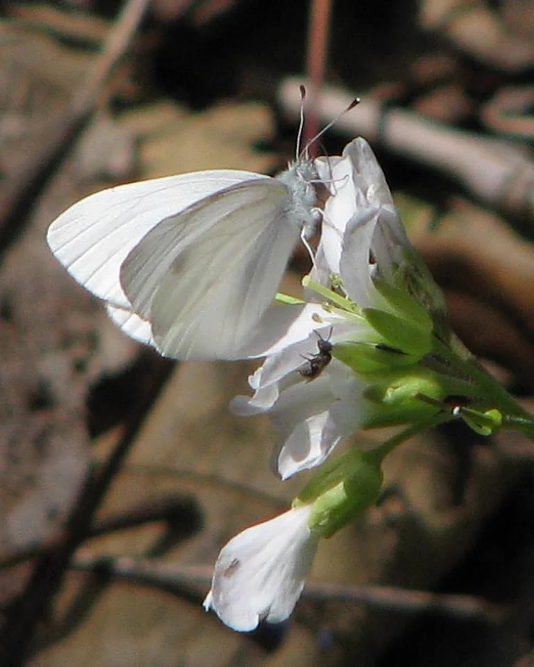 Toothworts — In Defense of Plants