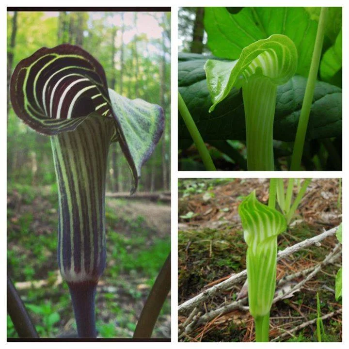 The Arisaema Complex — In Defense of Plants