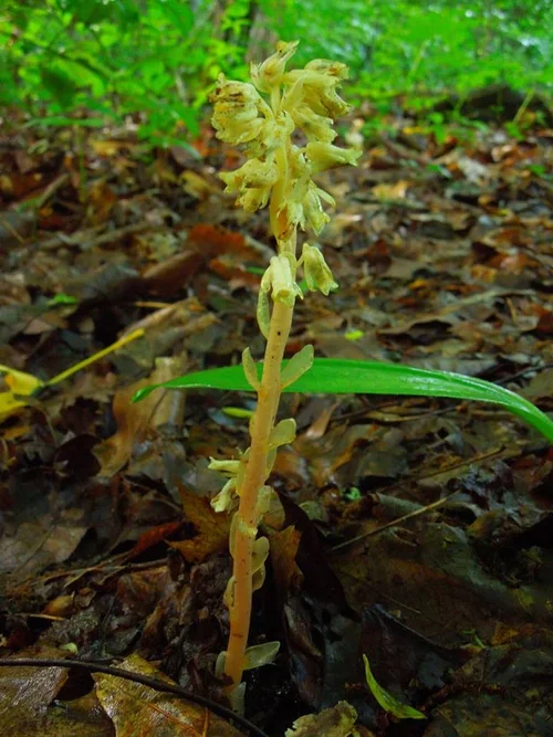 Parasite — In Defense of Plants