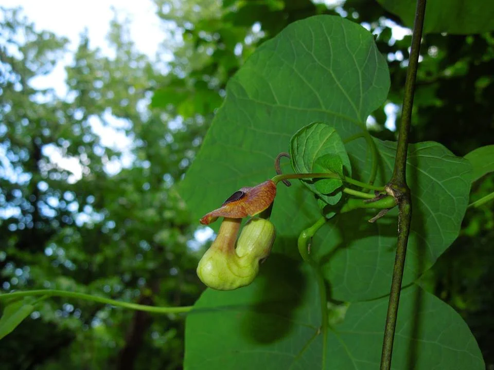 Dutchman's Pipe — In Defense of Plants