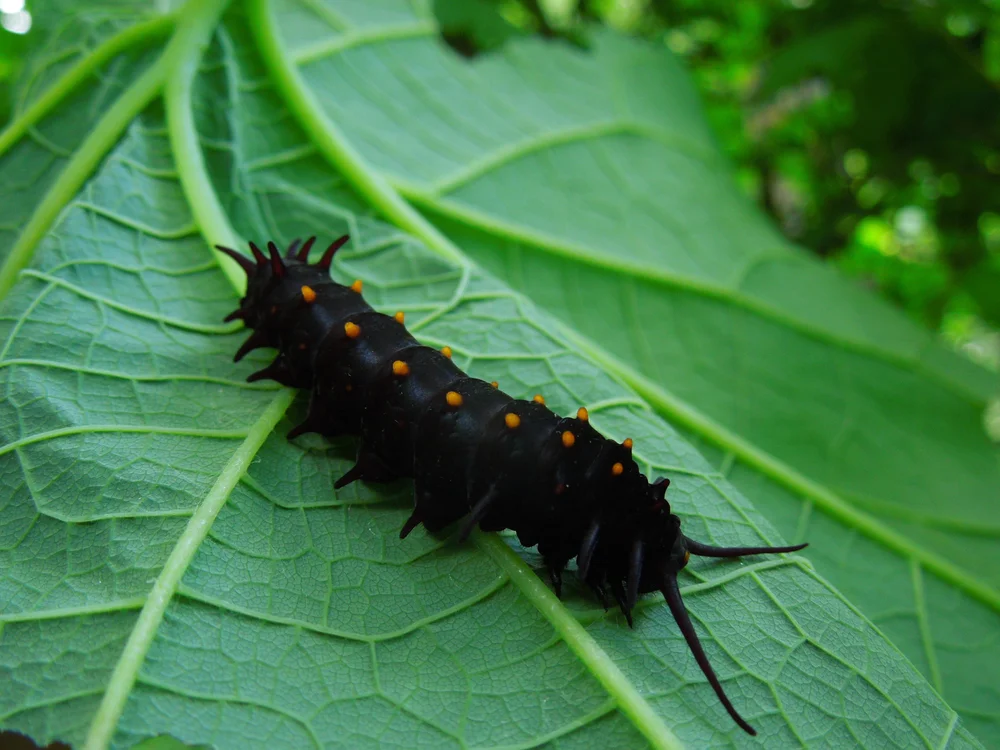 Dutchman's Pipe — In Defense of Plants