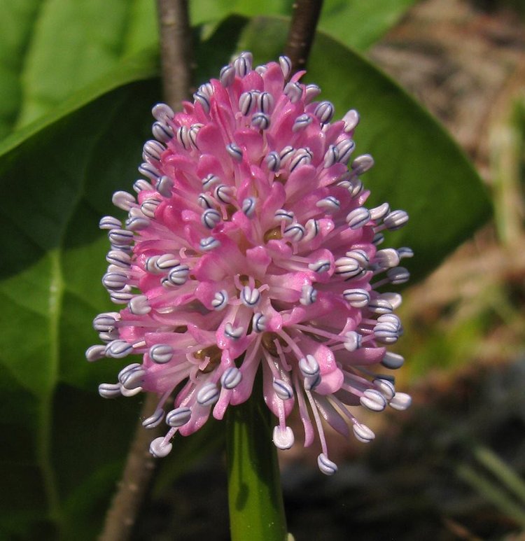 Swamp Pink — In Defense of Plants