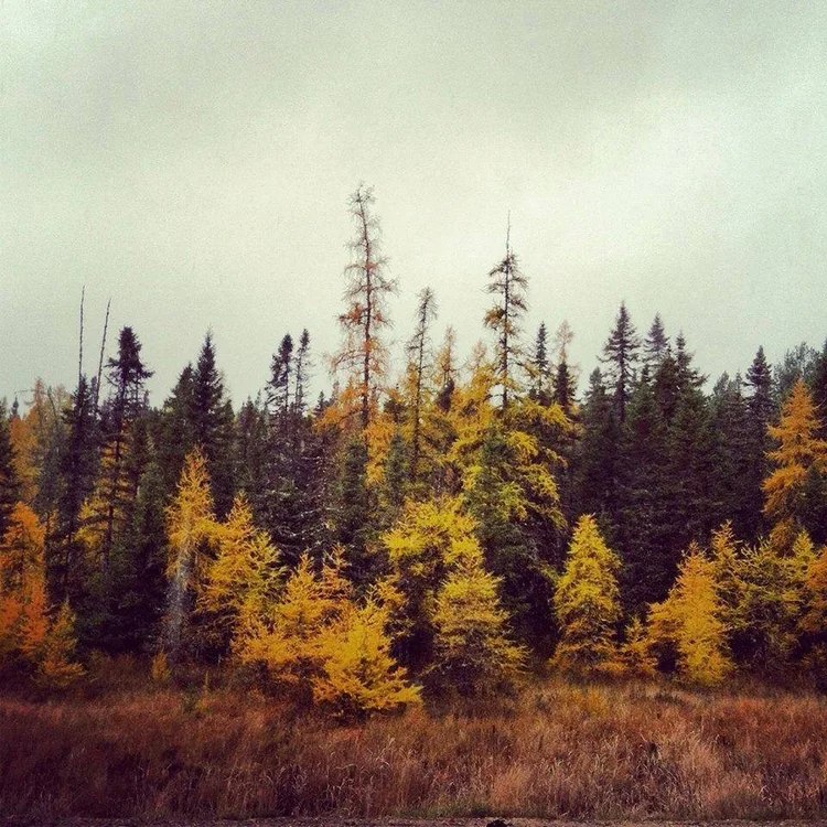 The Deciduous Conifer Conundrum — In Defense of Plants