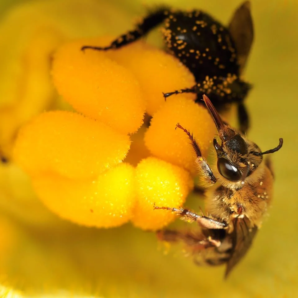 Mighty Mighty Squash Bees — In Defense of Plants