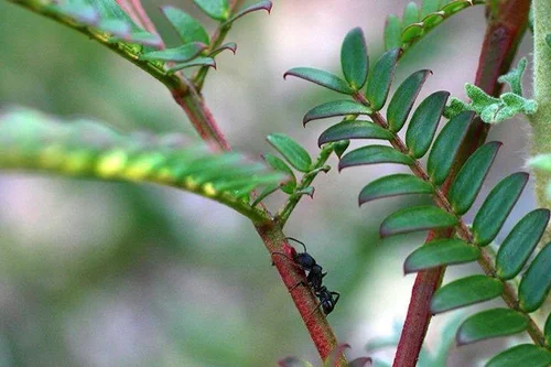 Domatia — In Defense of Plants