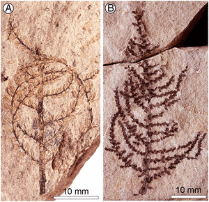 Aquatic Angiosperm: A Cretaceous Origin? — In Defense of Plants