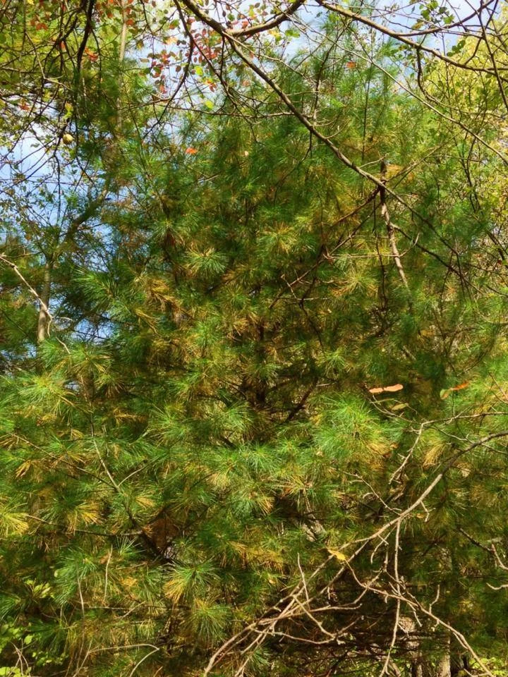 Conifer Leaf Drop — In Defense of Plants