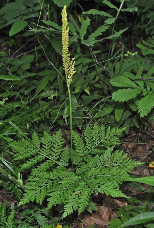 A Fern With Flower Genes - An Odd Case of Horizontal Gene Transfer — In ...
