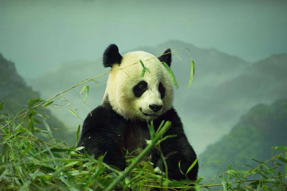 Bamboo Forest Panda